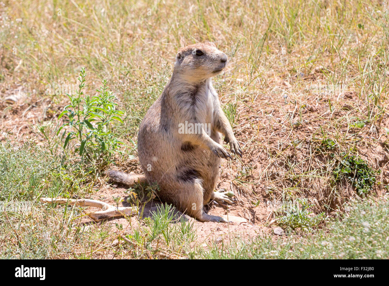 A prairie dog in a field Stock Photo - Alamy