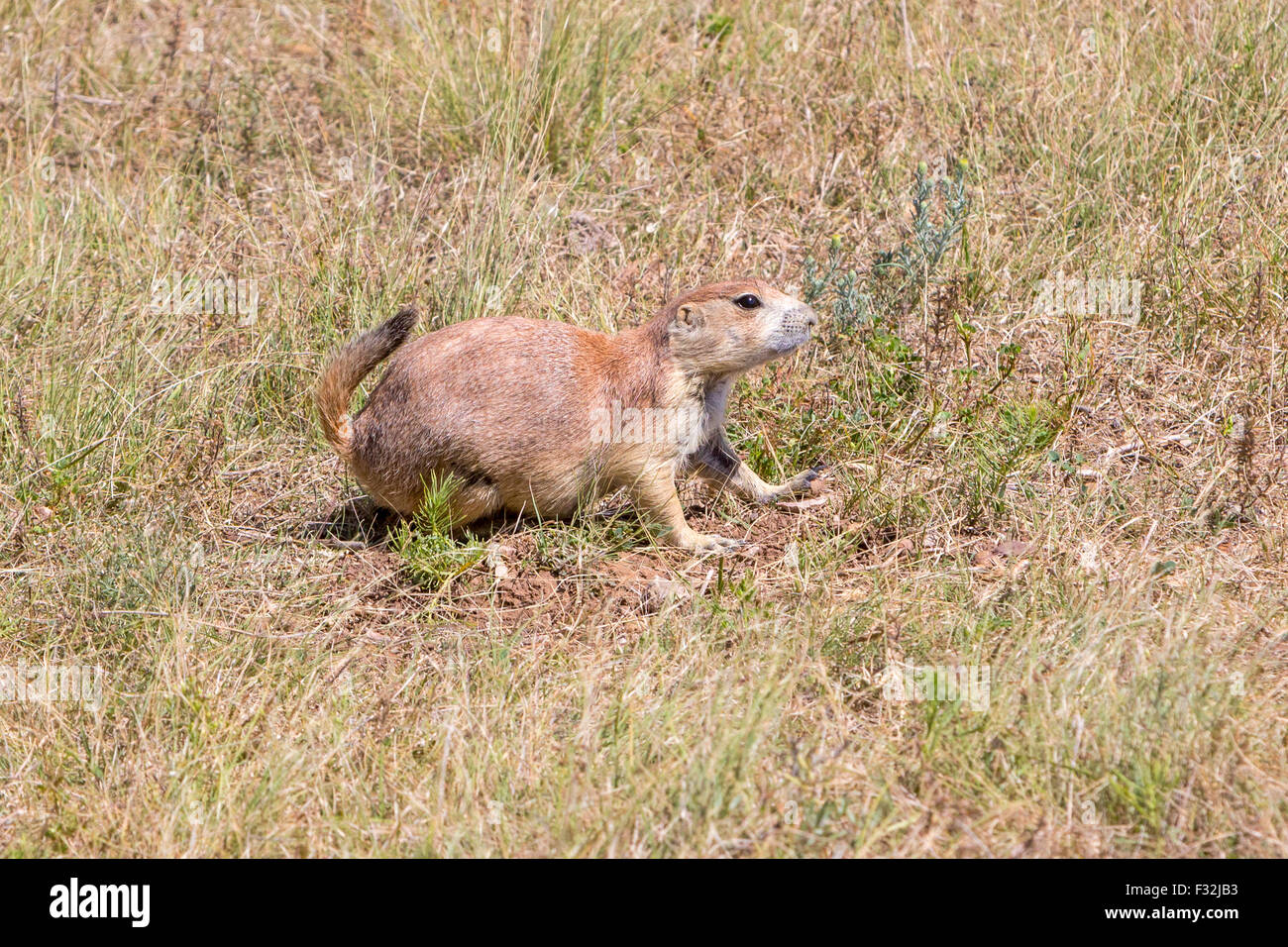 A prairie dog in a field Stock Photo - Alamy