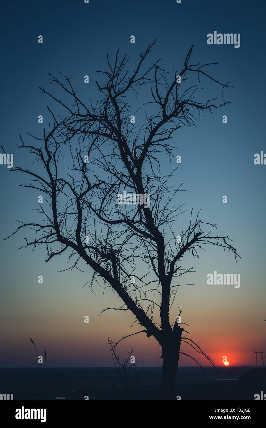 Tree silhouette at sunset Stock Photo - Alamy