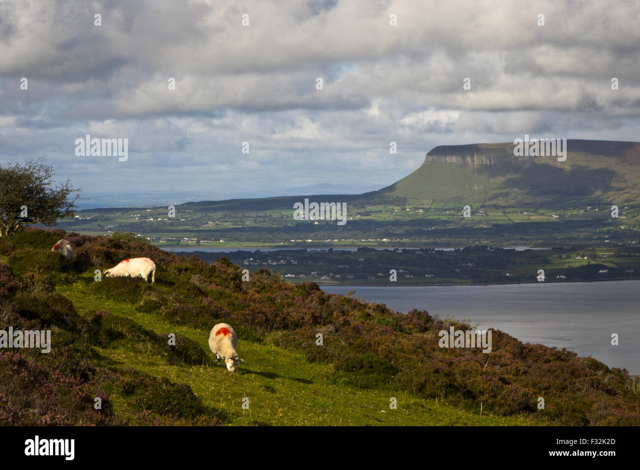 sheep on hillside Irish Ireland Stock Photo - Alamy