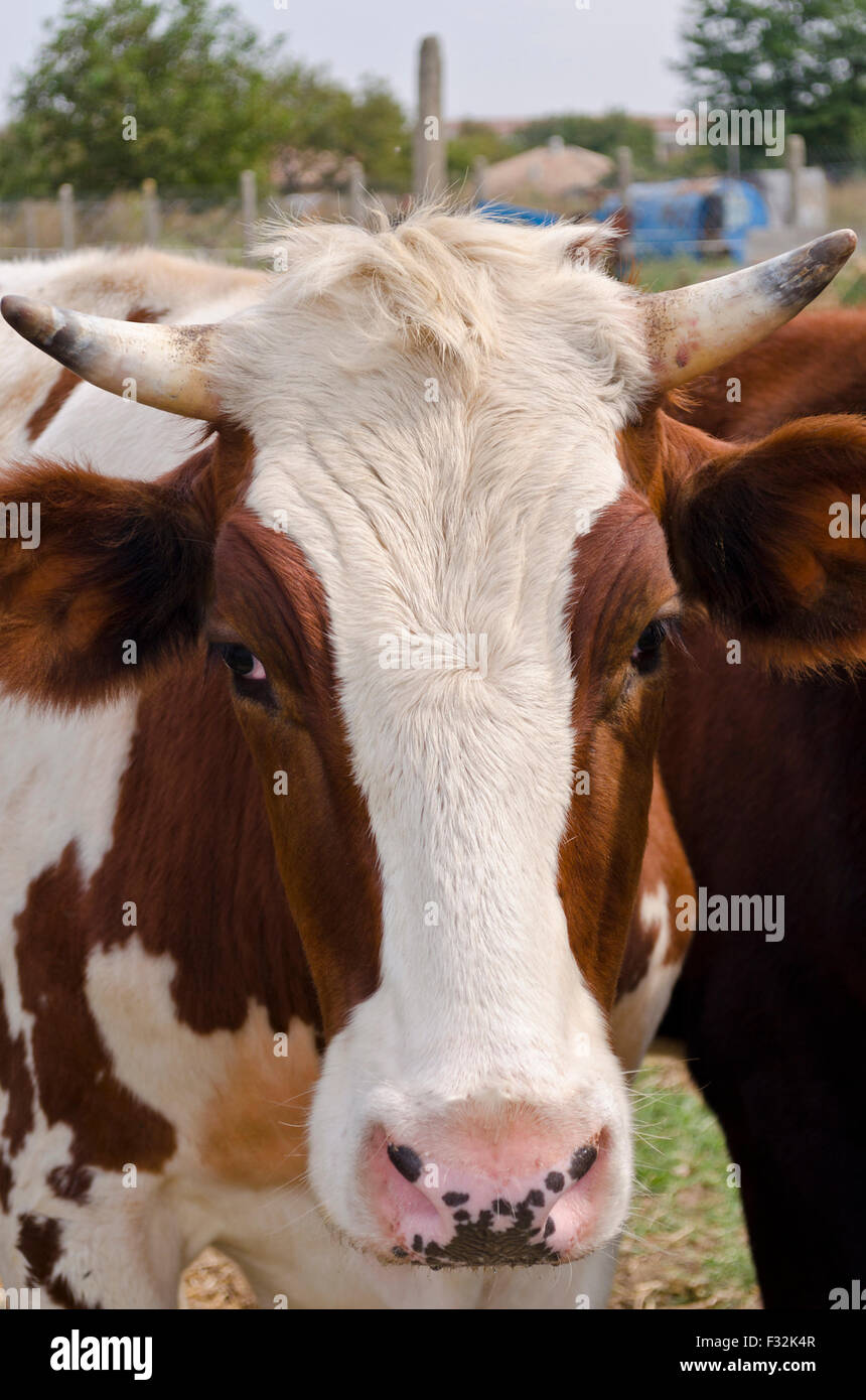 Cow in yard hi-res stock photography and images - Alamy