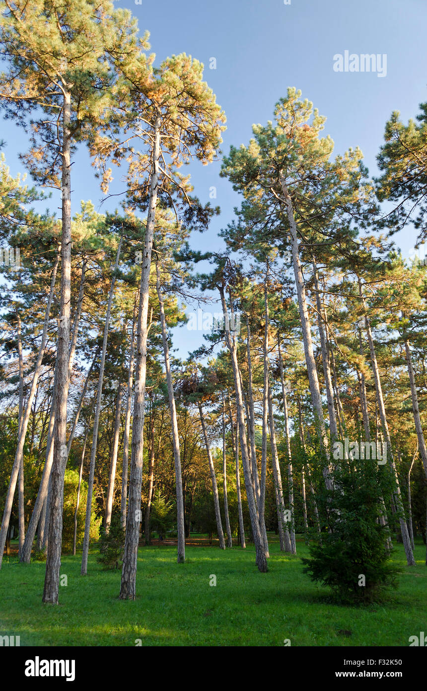 Massive fir tree hi-res stock photography and images - Alamy