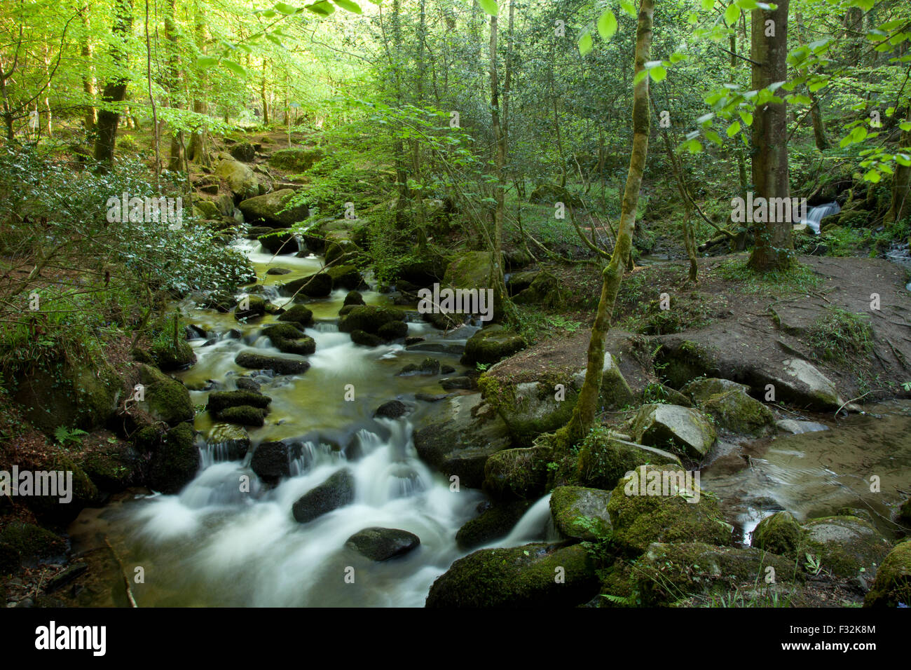 River at Kennel Vale nature reserve, Ponsanooth, Cornwall, UK Stock ...