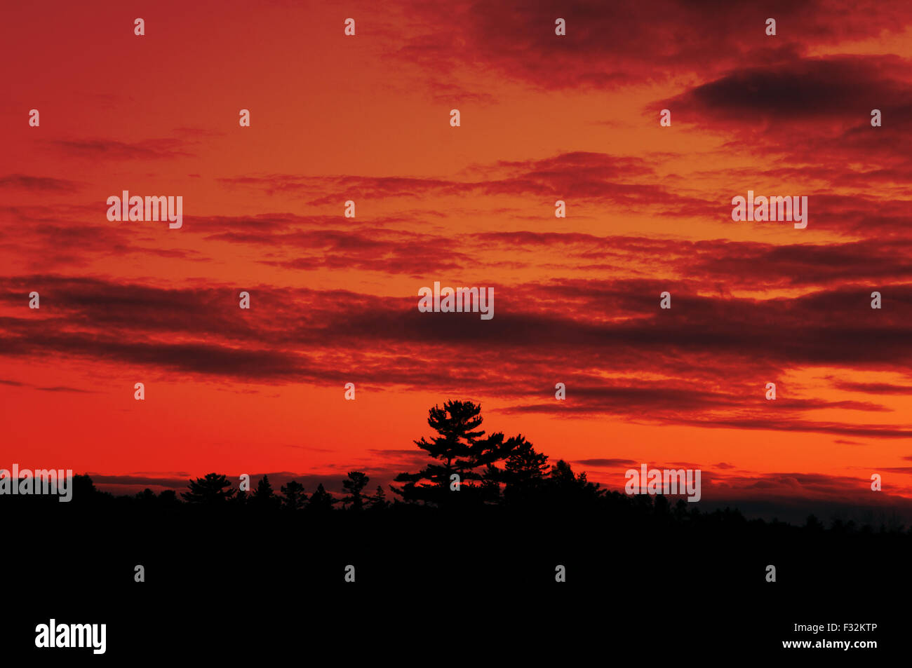 Tree horizon hi-res stock photography and images - Alamy