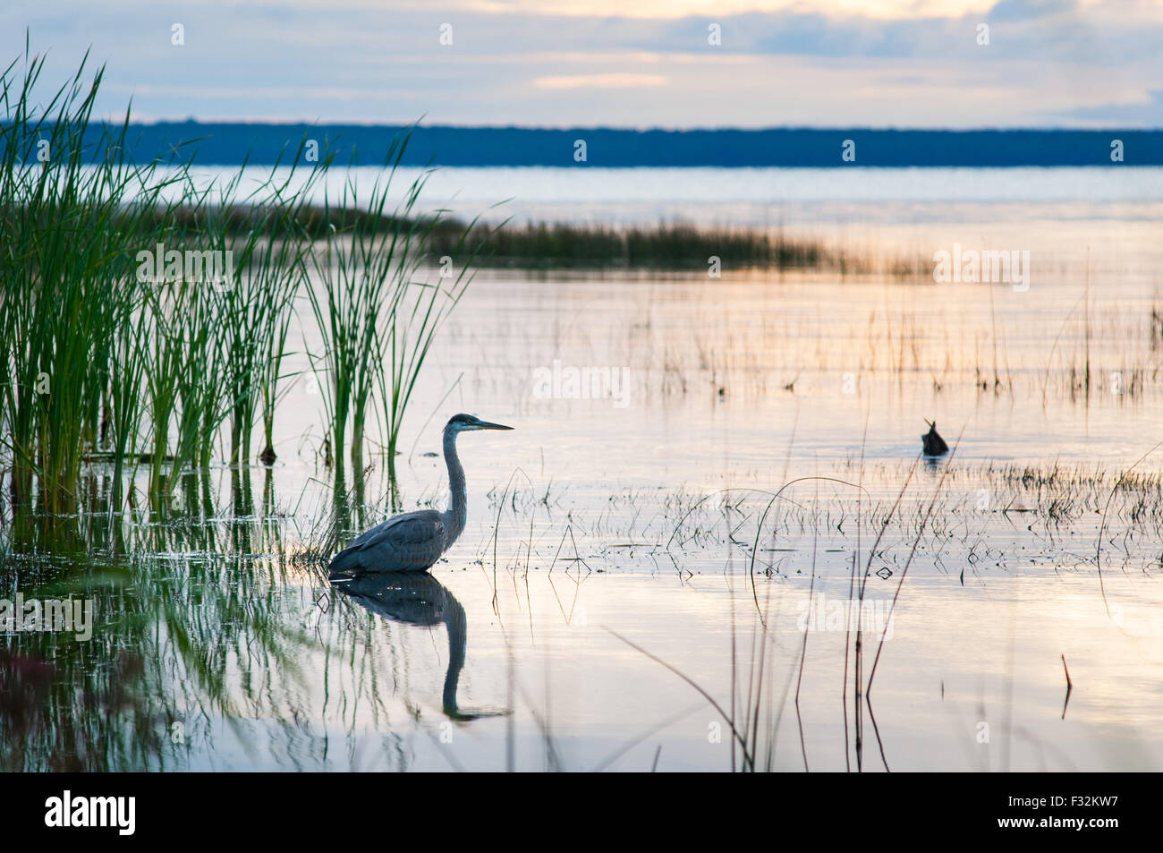 Blue marsh lake hi-res stock photography and images - Alamy