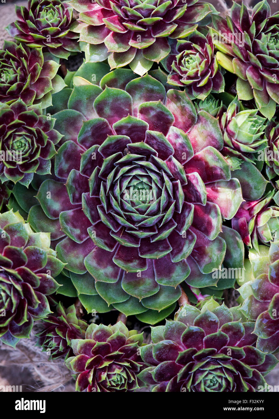 Succulents hi-res stock photography and images - Alamy