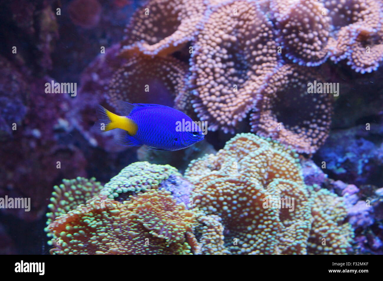 Aquarium fish hi-res stock photography and images - Alamy