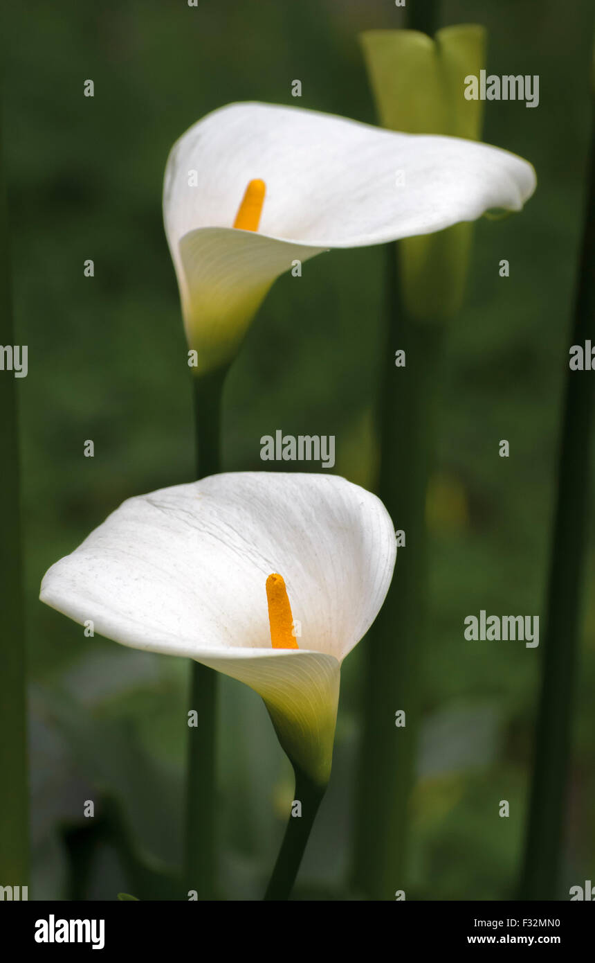 Aronskelk varkblom varkoor hi-res stock photography and images - Alamy