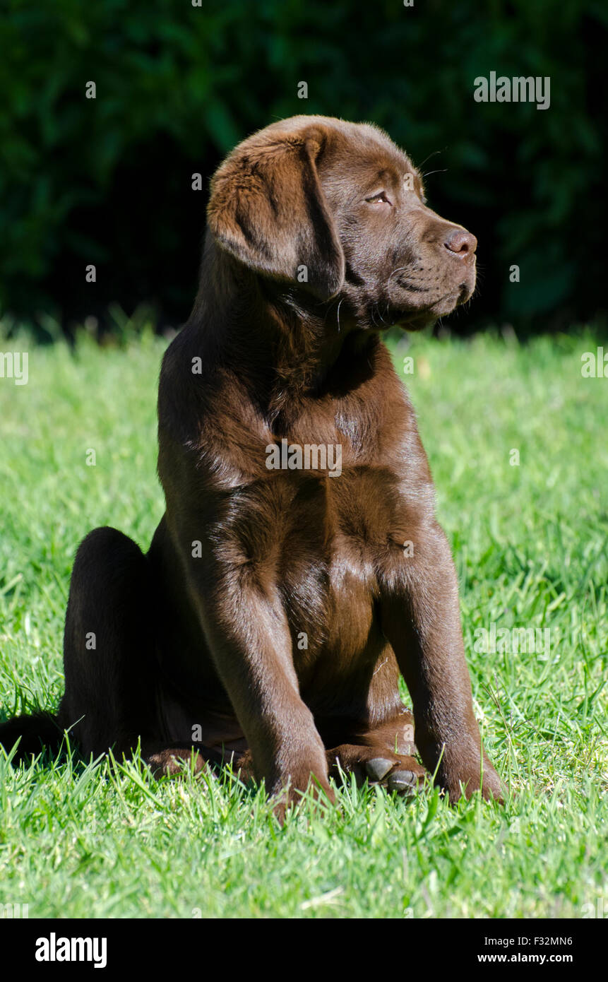 Chocolate Labrador Retriever puppy Stock Photo - Alamy