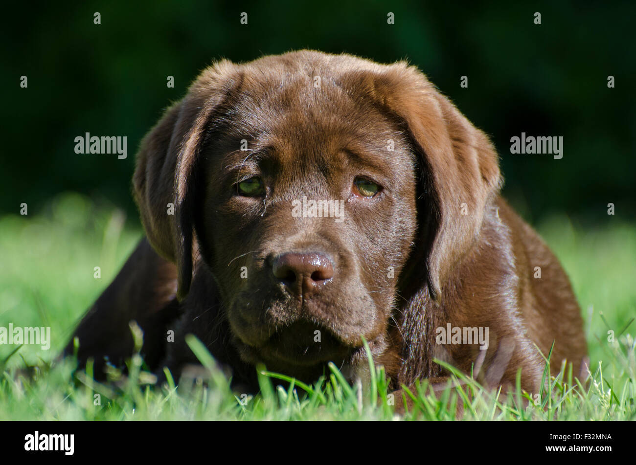 Chocolate Labrador Retriever puppy Stock Photo - Alamy