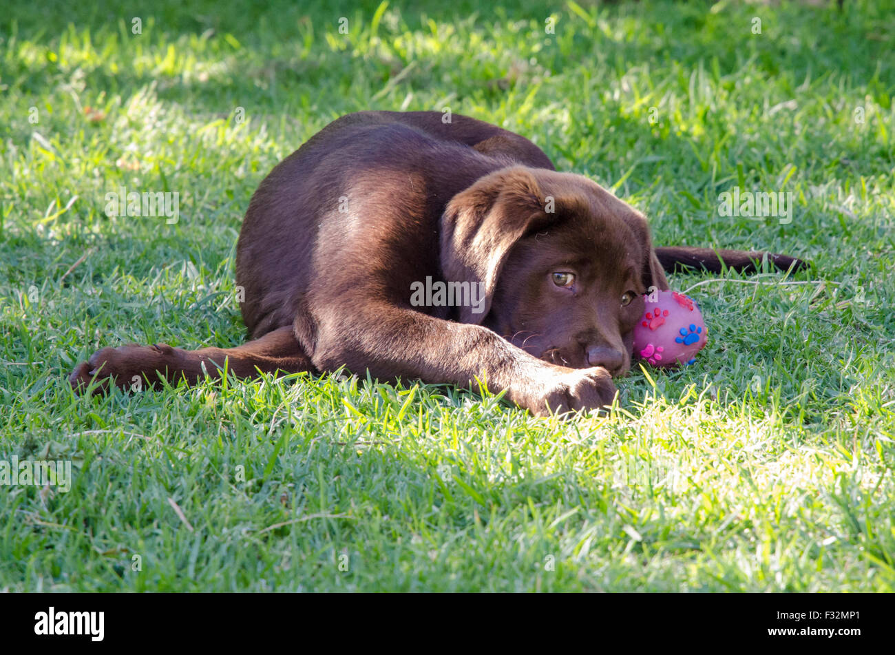 Chocolate Labrador Retriever puppy playing with a ball Stock Photo - Alamy