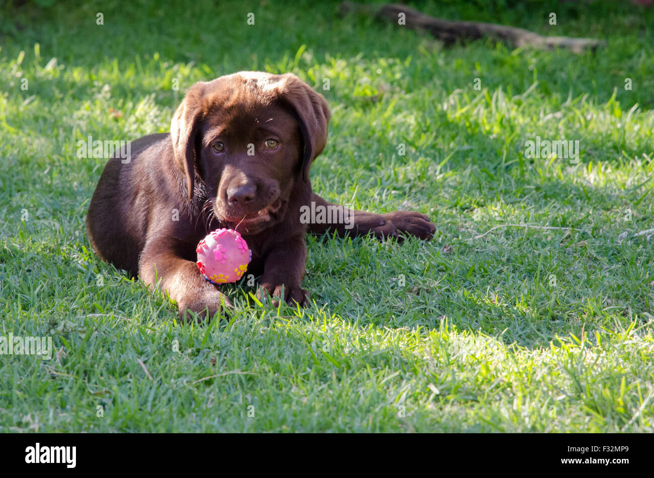 Chocolate Labrador Retriever puppy playing with a ball Stock Photo - Alamy