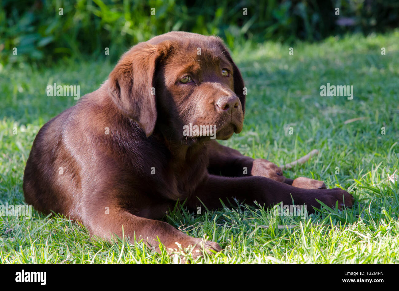 Chocolate Labrador Retriever puppy Stock Photo - Alamy