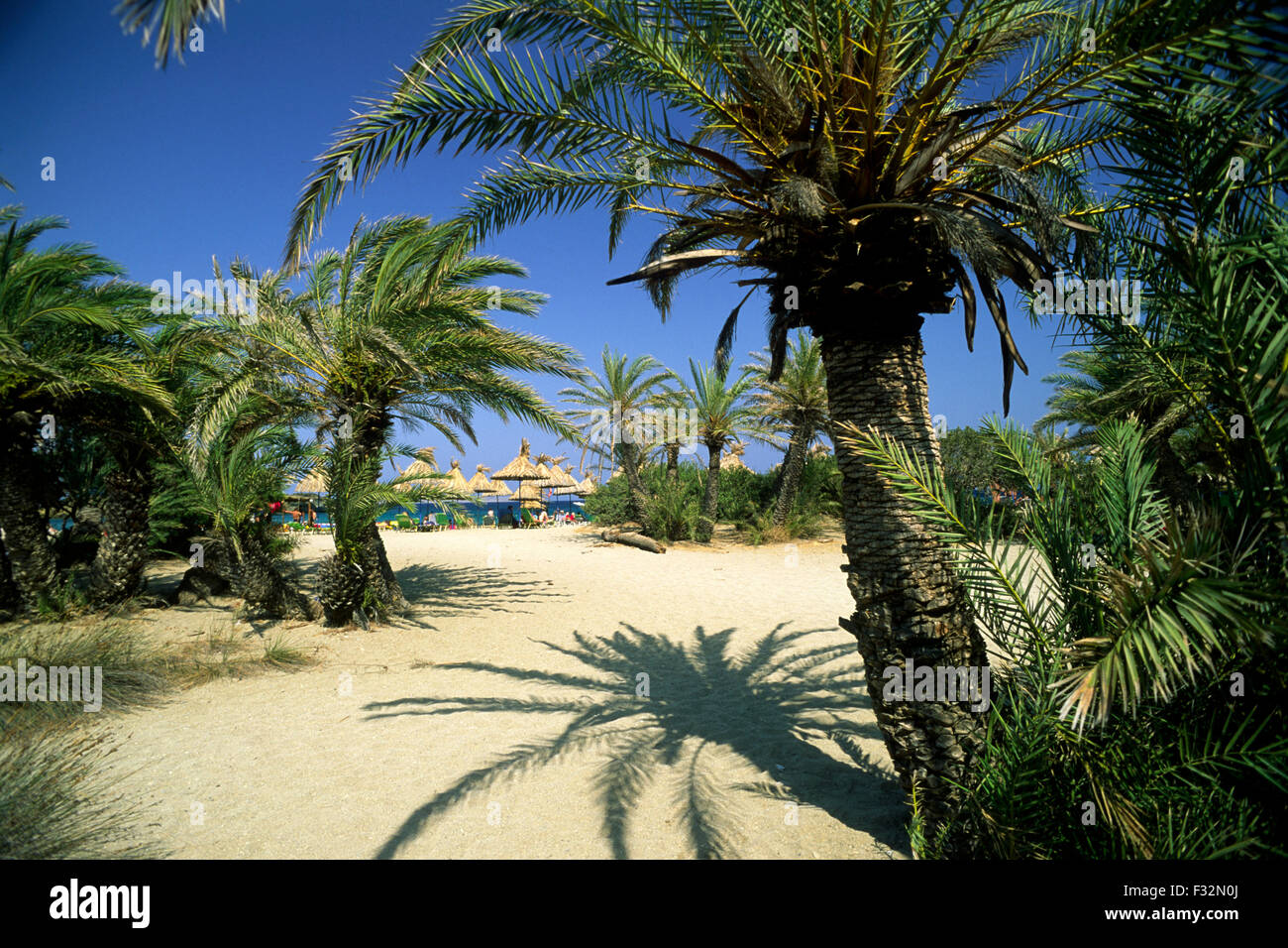 Greece, Crete, Vai beach, the only palm forest in Europe Stock Photo ...