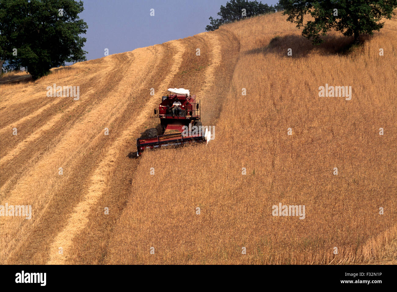 Italy, Basilicata, Roccanova, wheat harvest Stock Photo - Alamy