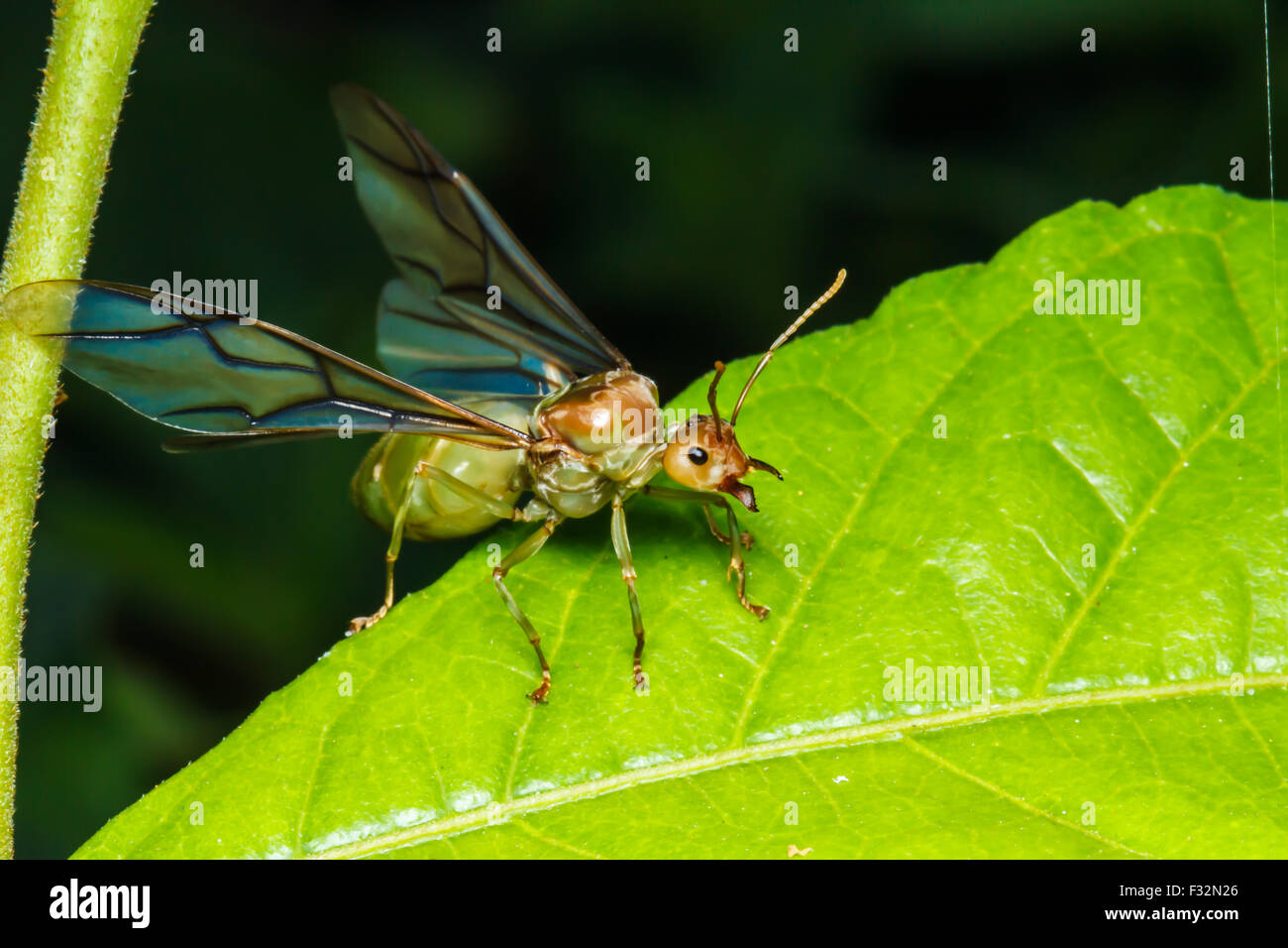 weaver ant queen on green leaf Stock Photo - Alamy