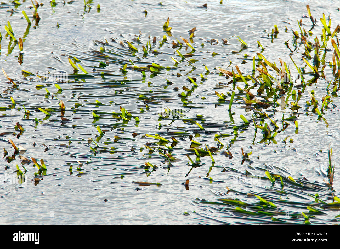 Mediterranean Tapeweed High Resolution Stock Photography and Images - Alamy