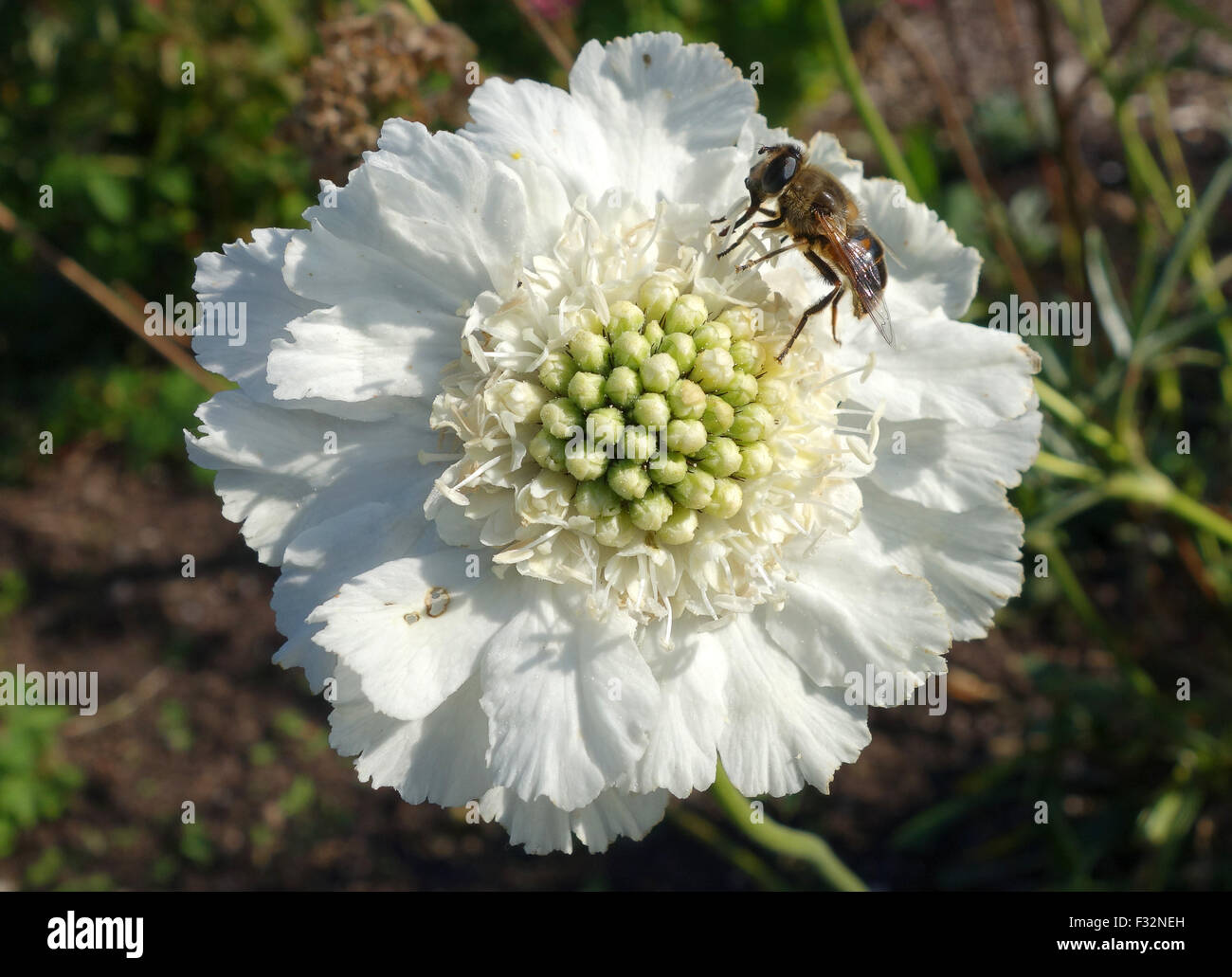 Honey bee on White Scabious scabiosa flower Stock Photo - Alamy
