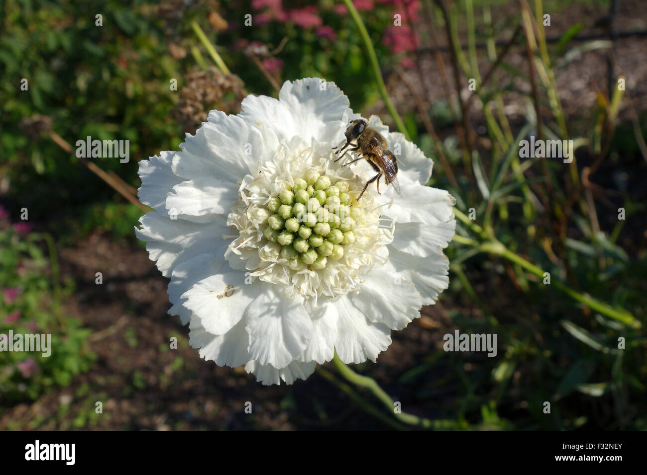 Scabiosa hi-res stock photography and images - Alamy