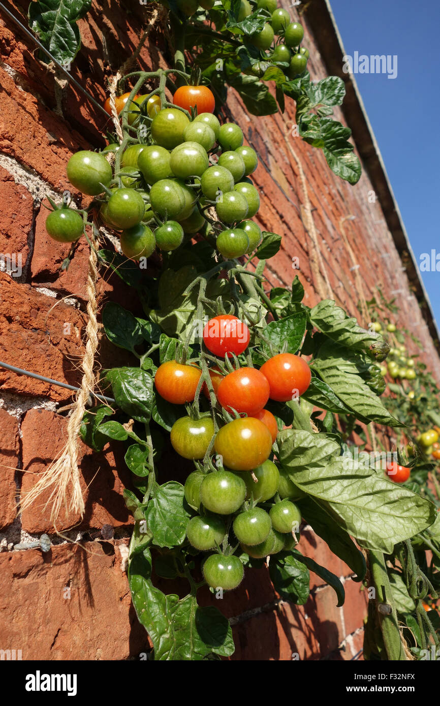 Vine tomatoes hi-res stock photography and images - Alamy