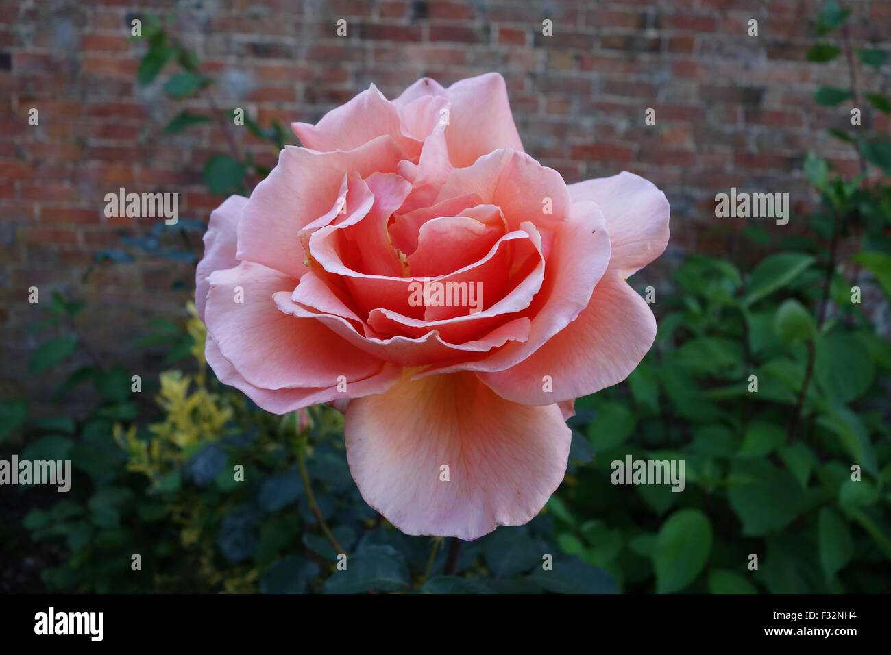 Just joey roses hi-res stock photography and images - Alamy