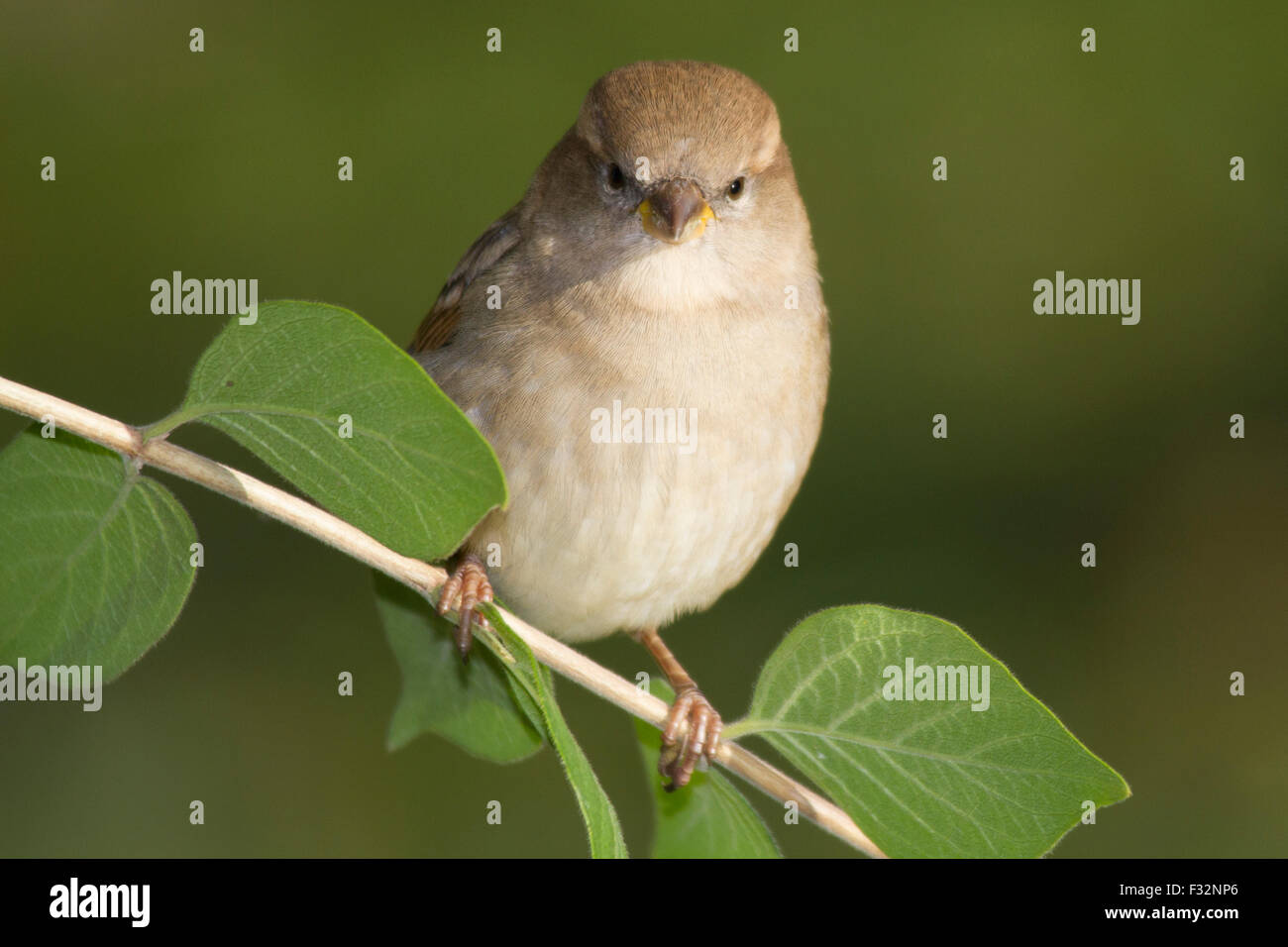 Sparrow on the green Stock Photo - Alamy