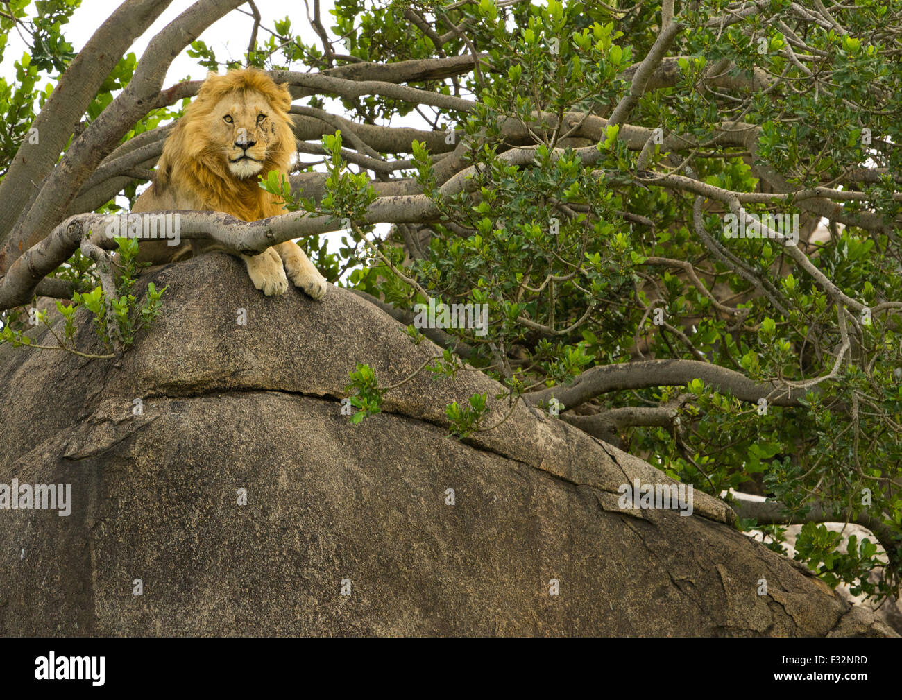 Kopje rocks in serengeti hi-res stock photography and images - Alamy