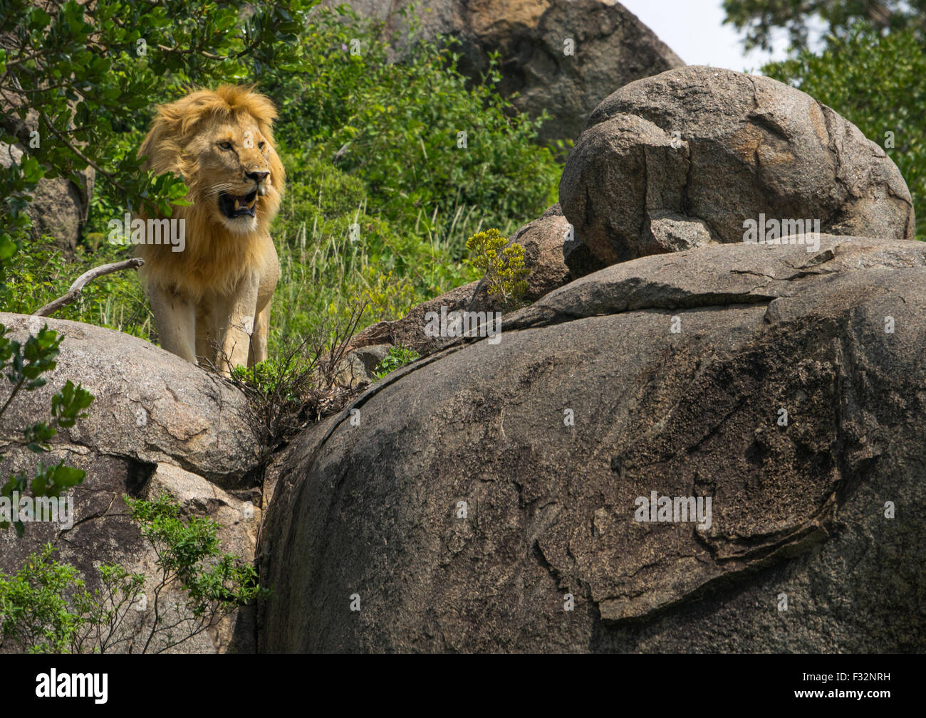 Kopje rocks in serengeti hi-res stock photography and images - Alamy