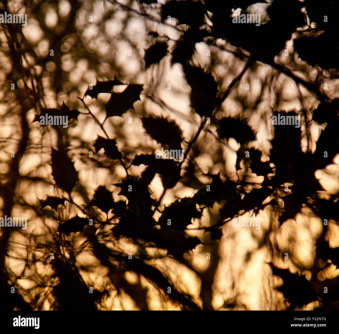 Tangled leaves hi-res stock photography and images - Alamy