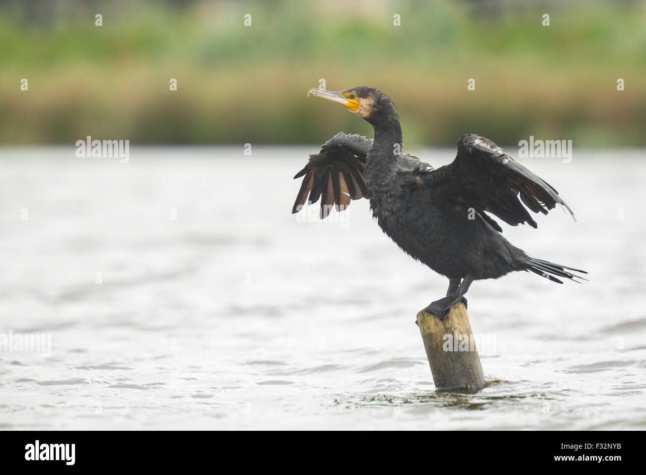 Cormorant drying wet feathers hi-res stock photography and images - Alamy
