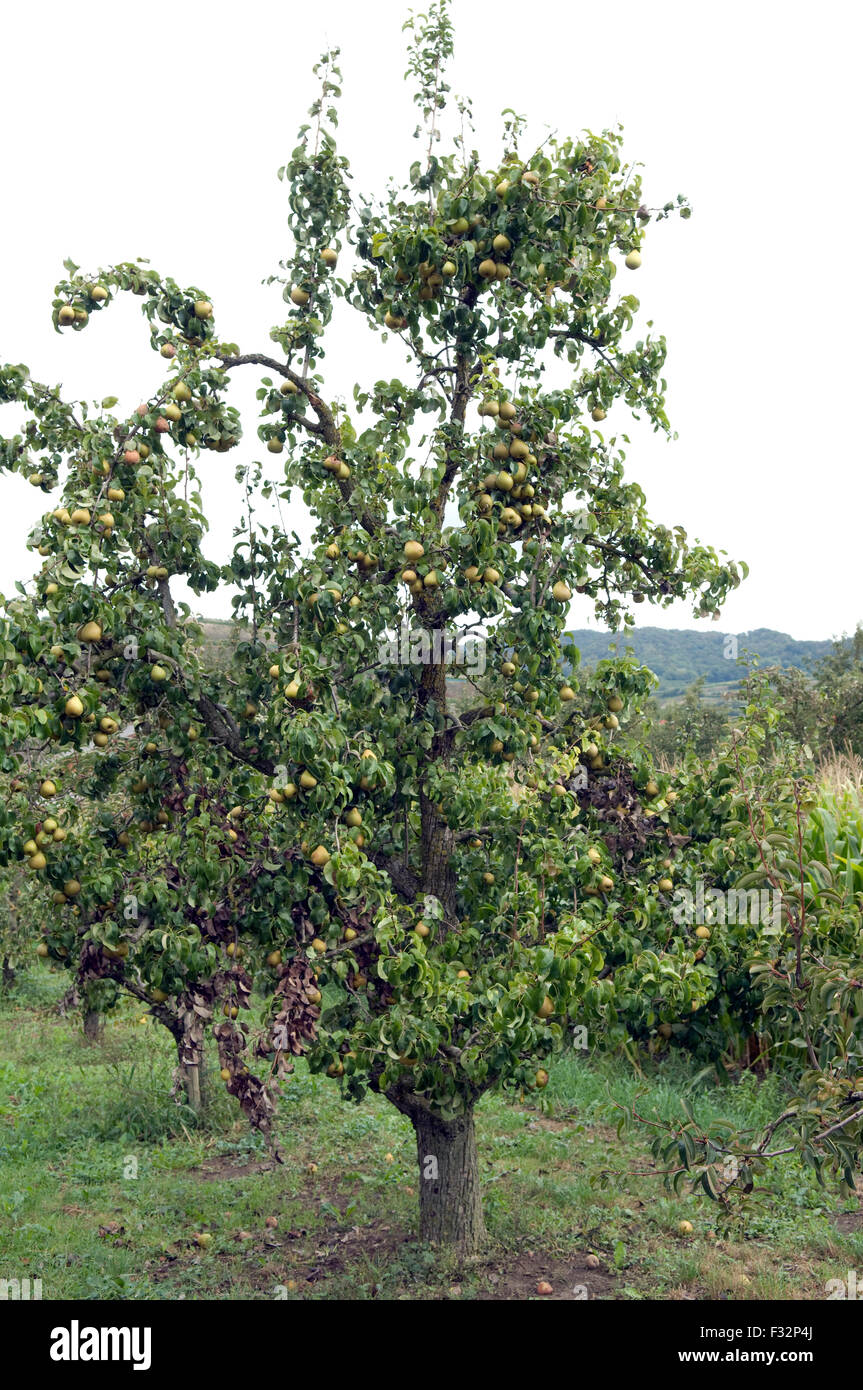 Birnen sorte hi-res stock photography and images - Alamy