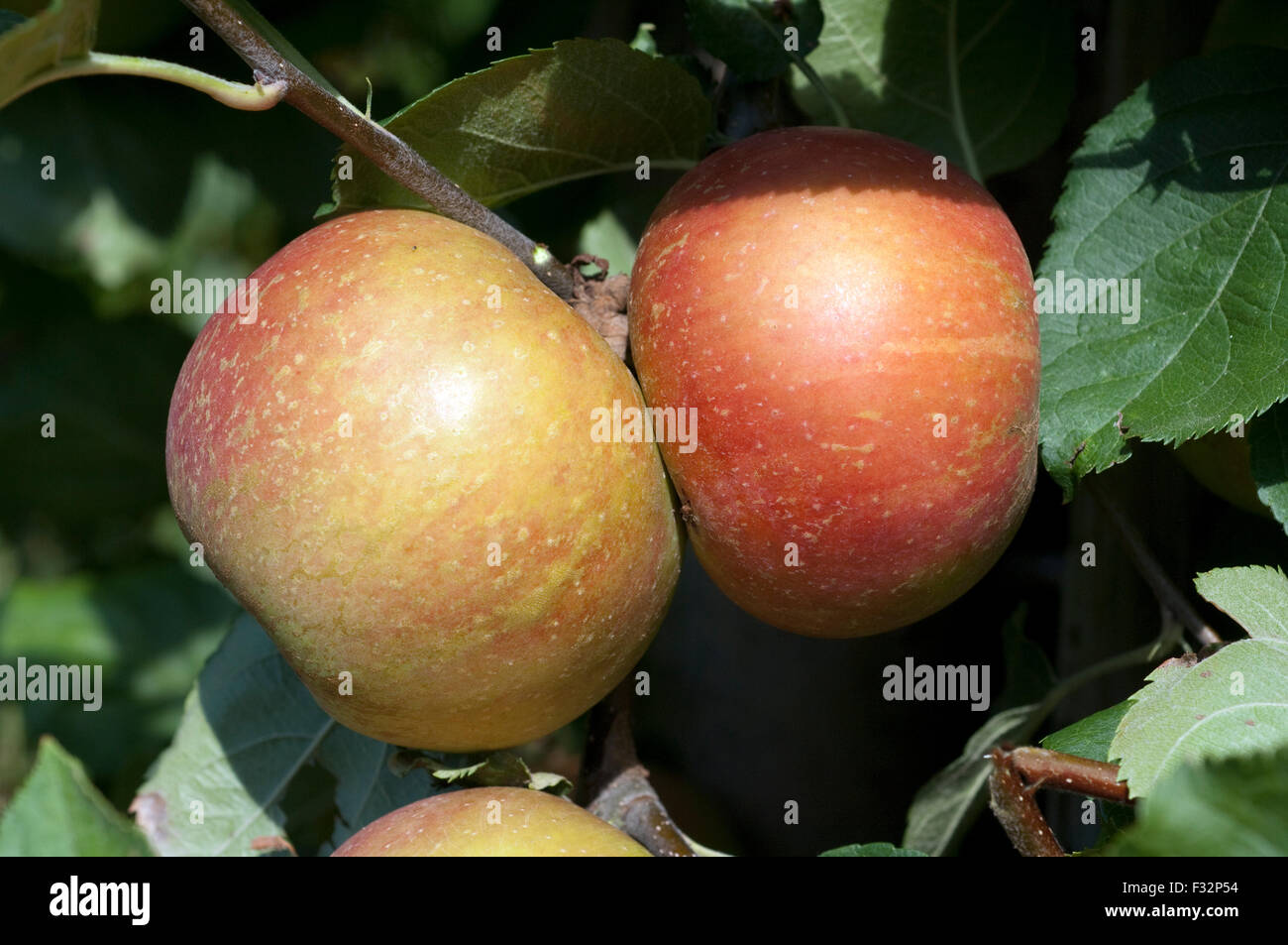 Boskoop, Boskop, Winter-Apfel Stock Photo - Alamy
