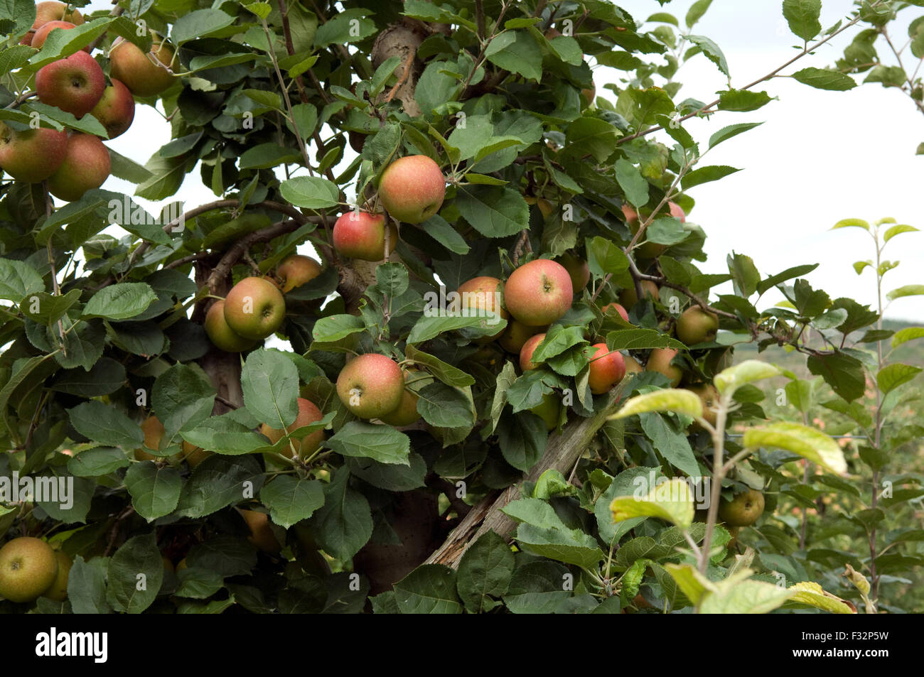 Apfelbaum, Boskoop, Boskop, Winter-Apfel Stock Photo - Alamy