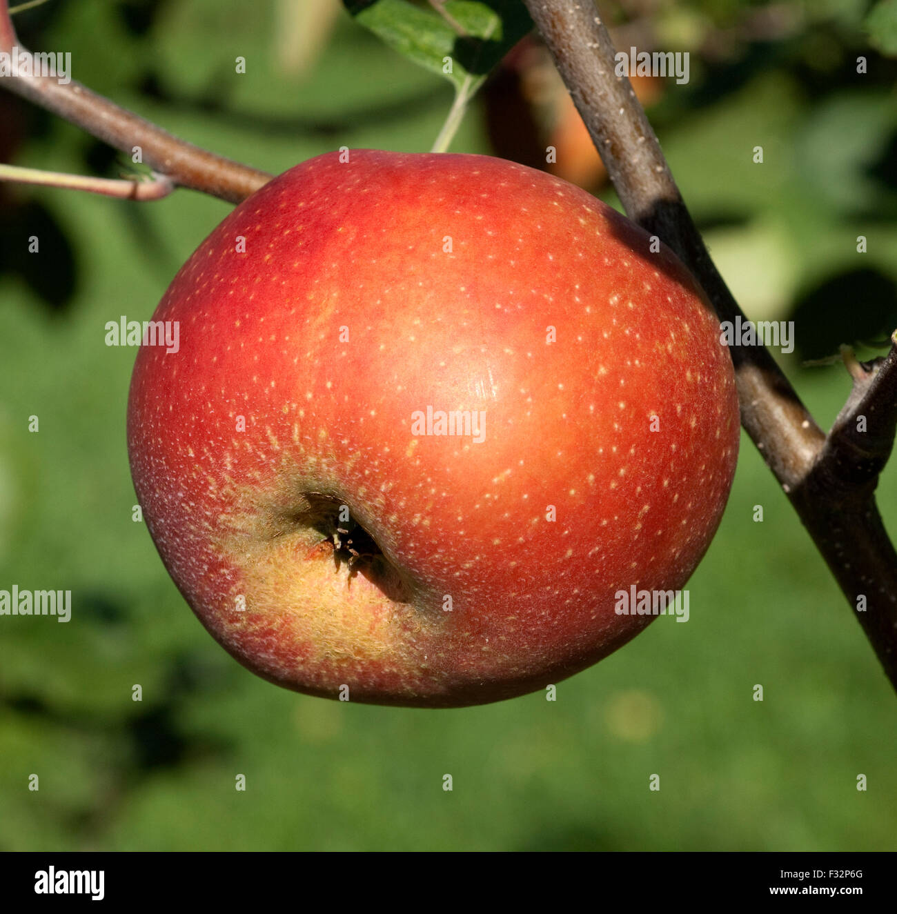 Boskoop, Boskop, Winter-Apfel Stock Photo - Alamy
