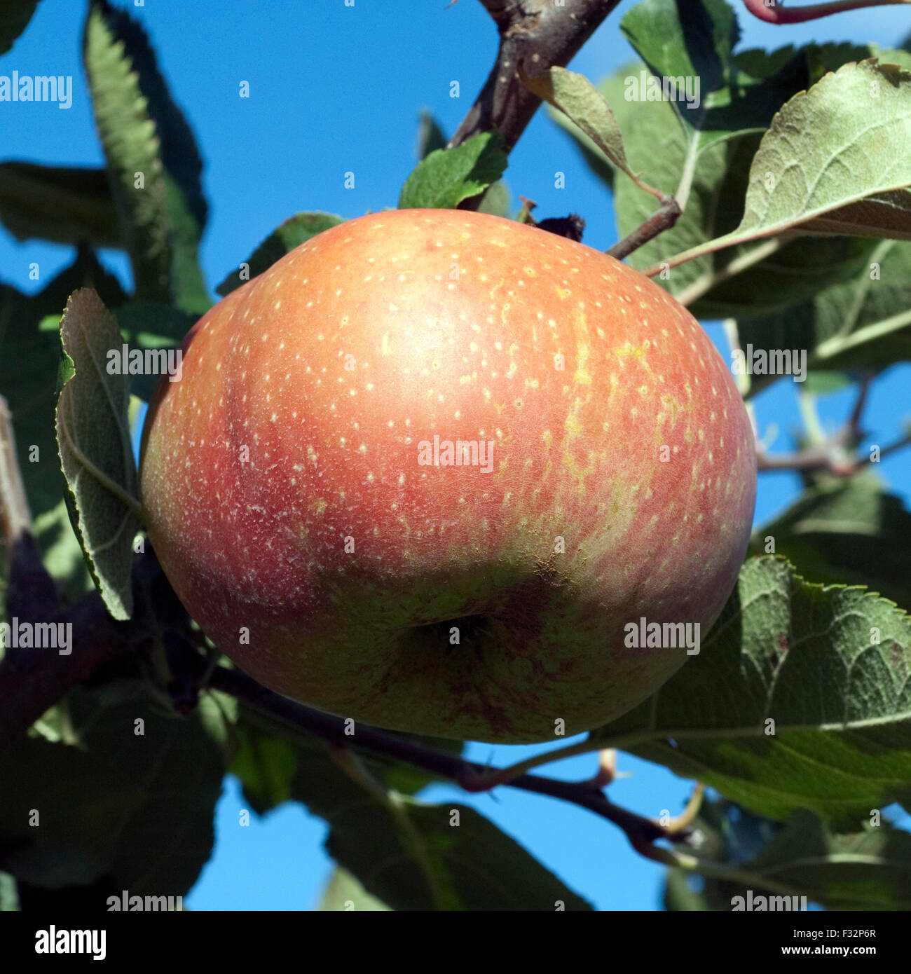 Boskoop, Boskop, Winter-Apfel Stock Photo - Alamy