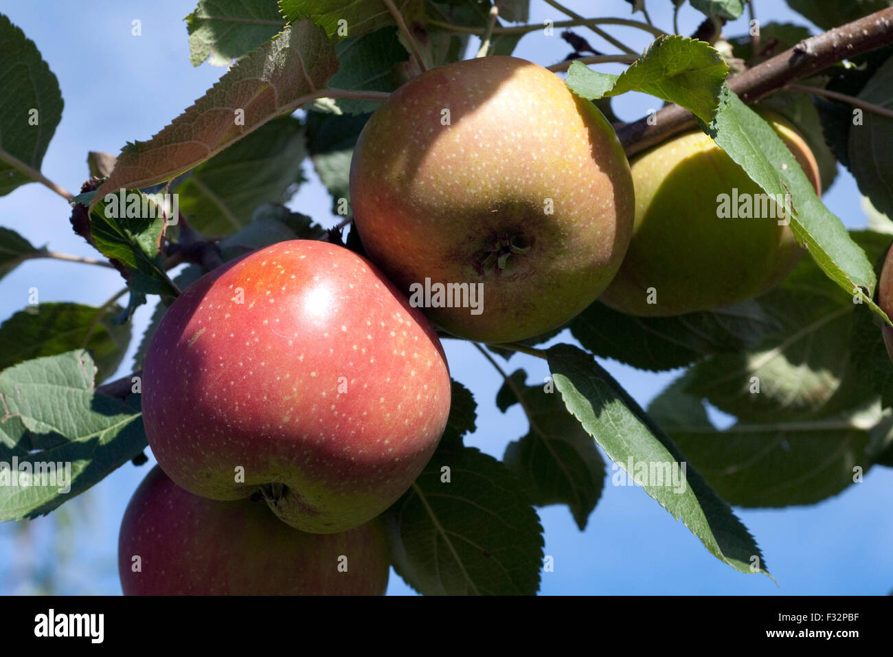 Apple tree malus domestica boskoop hi-res stock photography and images ...