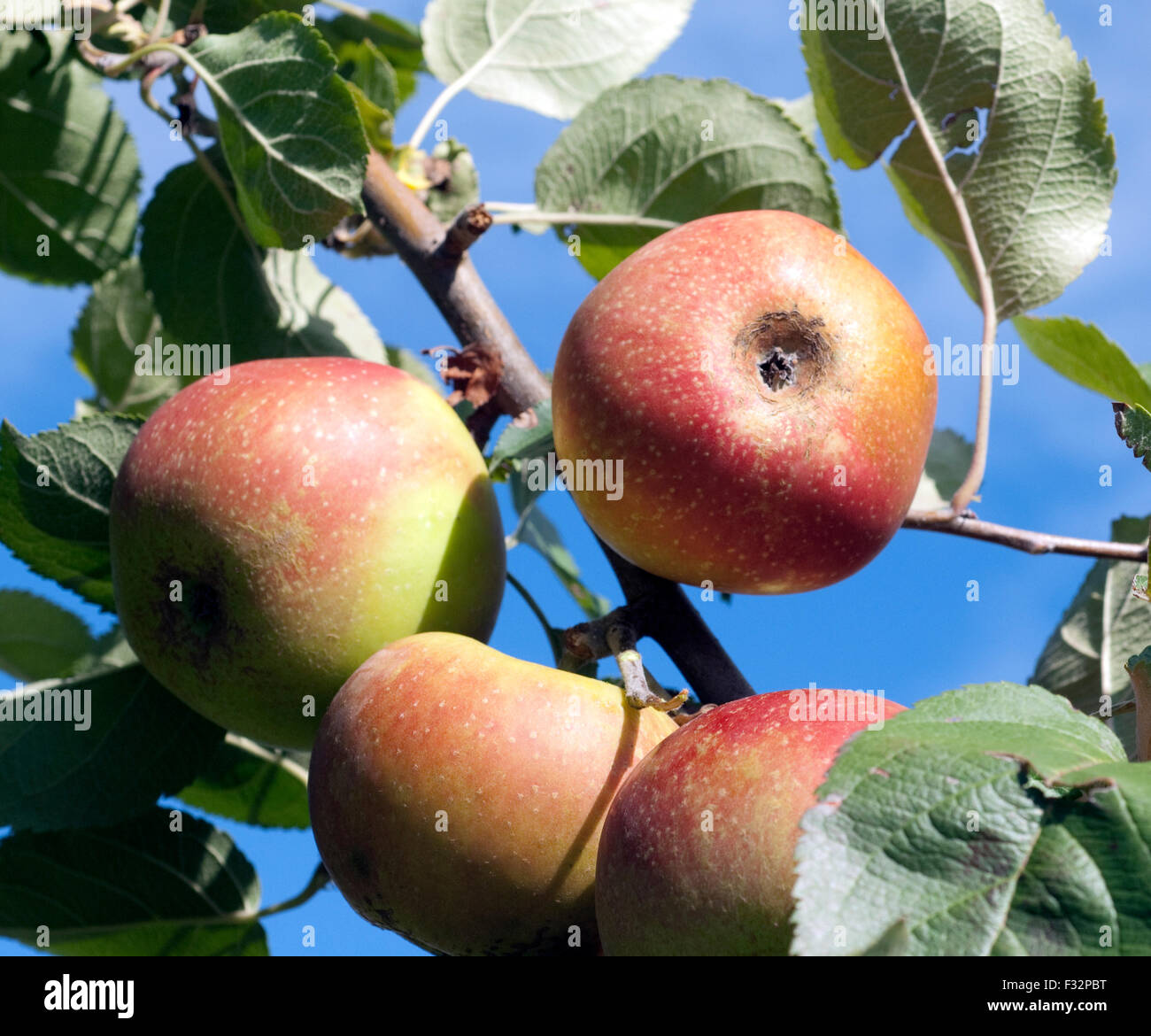 Boskoop, Boskop, Winter-Apfel Stock Photo - Alamy