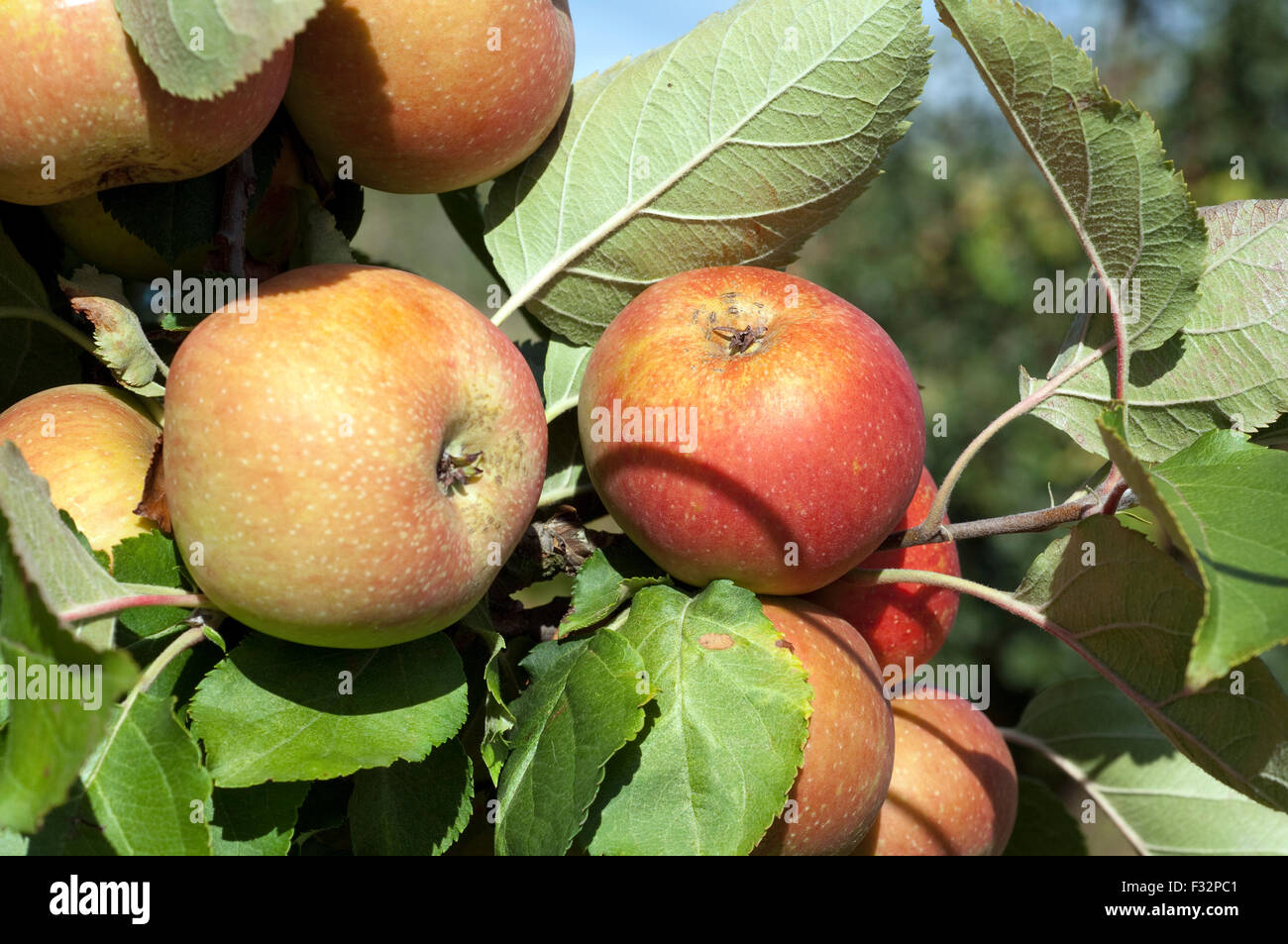 Boskoop, Boskop, Winter-Apfel Stock Photo - Alamy