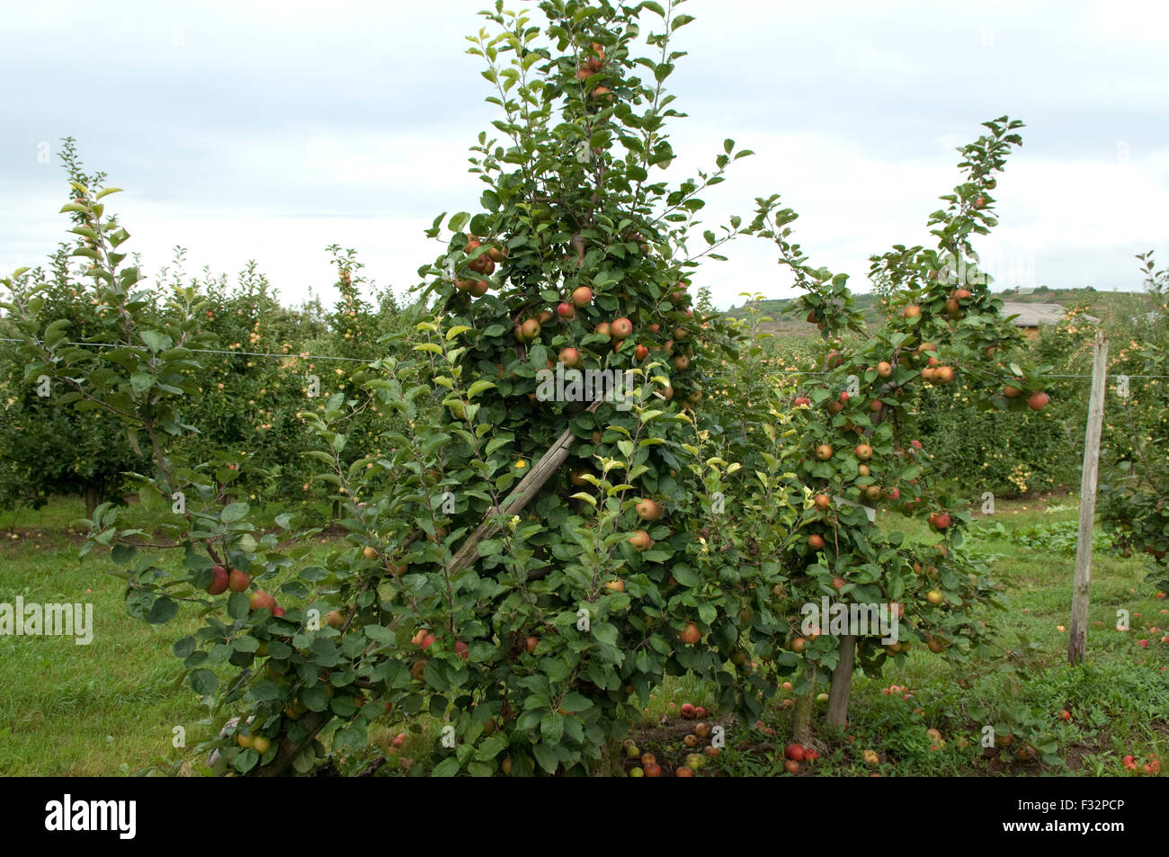 Apple Tree Malus Domestica Boskoop High Resolution Stock Photography ...