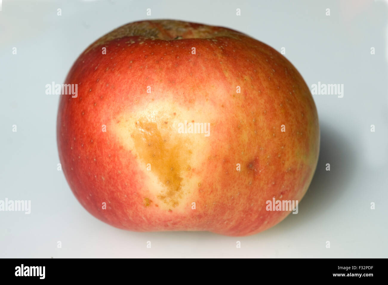 Boskoop, Boskop, Winter-Apfel Stock Photo - Alamy