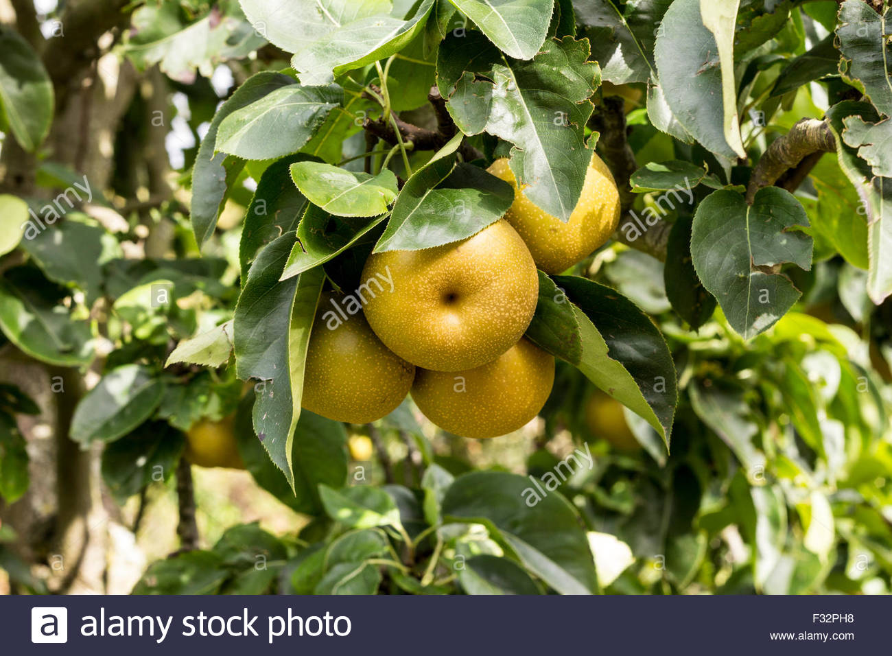 Asian Pear Pyrus Pyrifolia High Resolution Stock Photography and Images ...