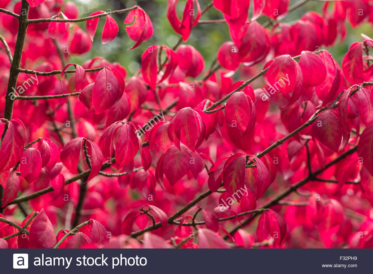 Winged Spindle High Resolution Stock Photography and Images - Alamy