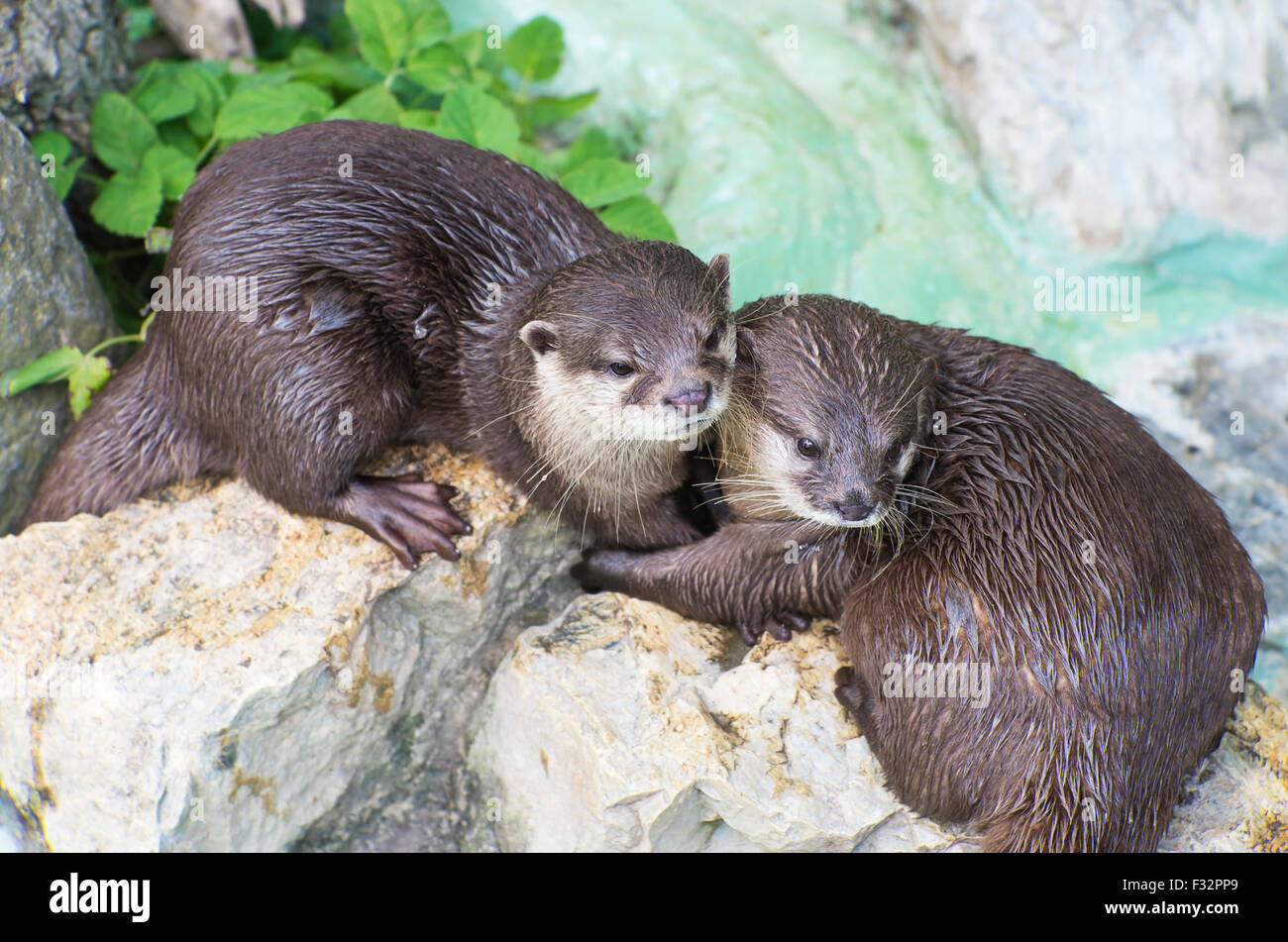 cute pair of otters wet brown otters cuddling Stock Photo - Alamy
