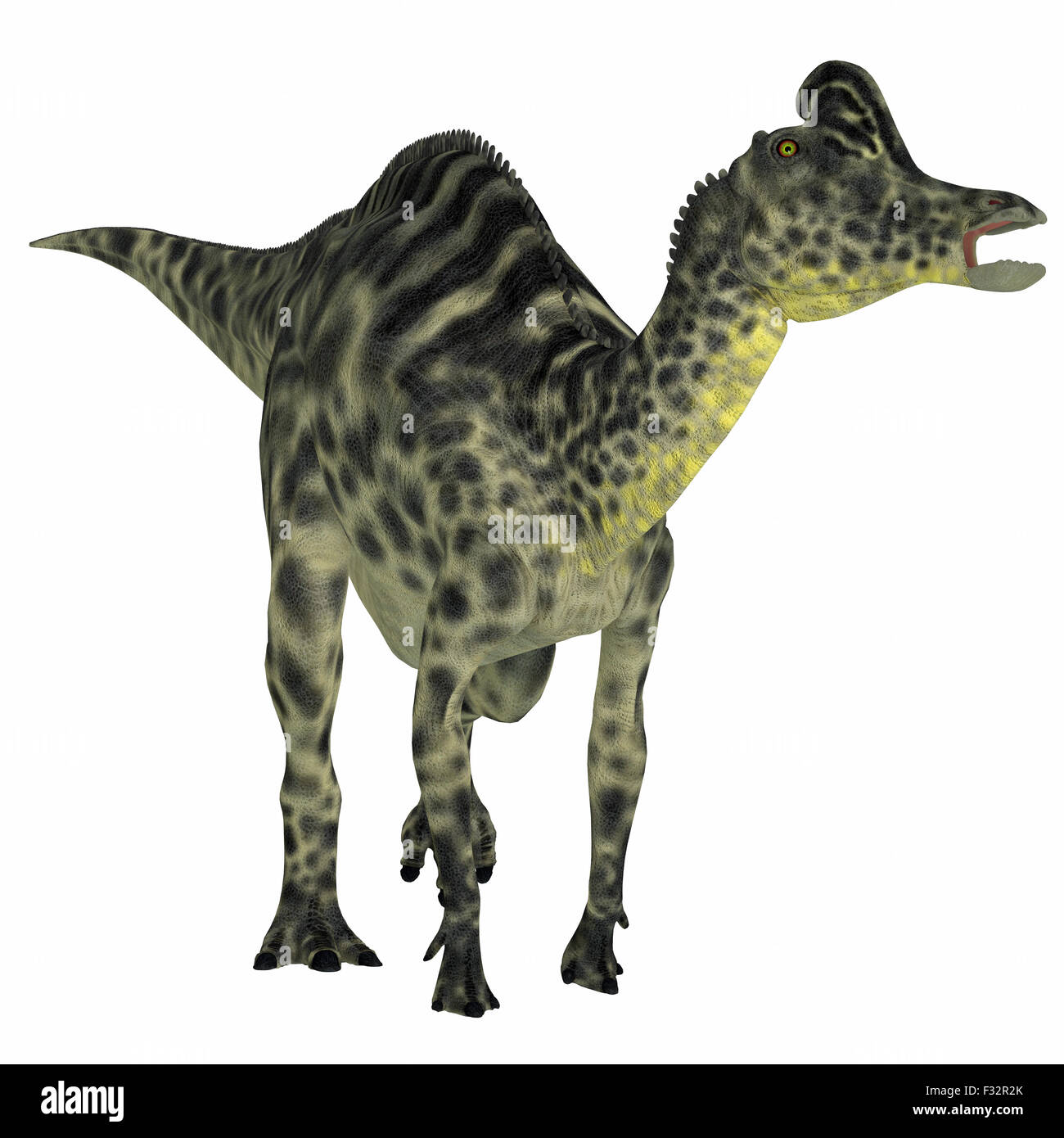Velafrons was a large herbivorous hadrosaur dinosaur that lived in ...