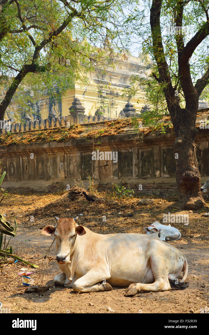 Calf shade hi-res stock photography and images - Alamy