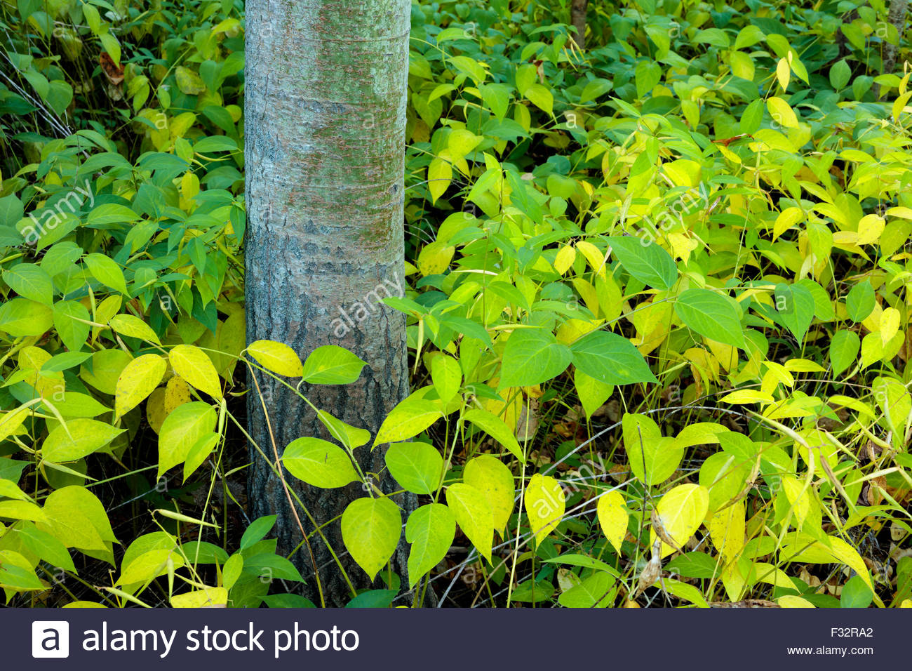 Strangling Plant High Resolution Stock Photography and Images - Alamy