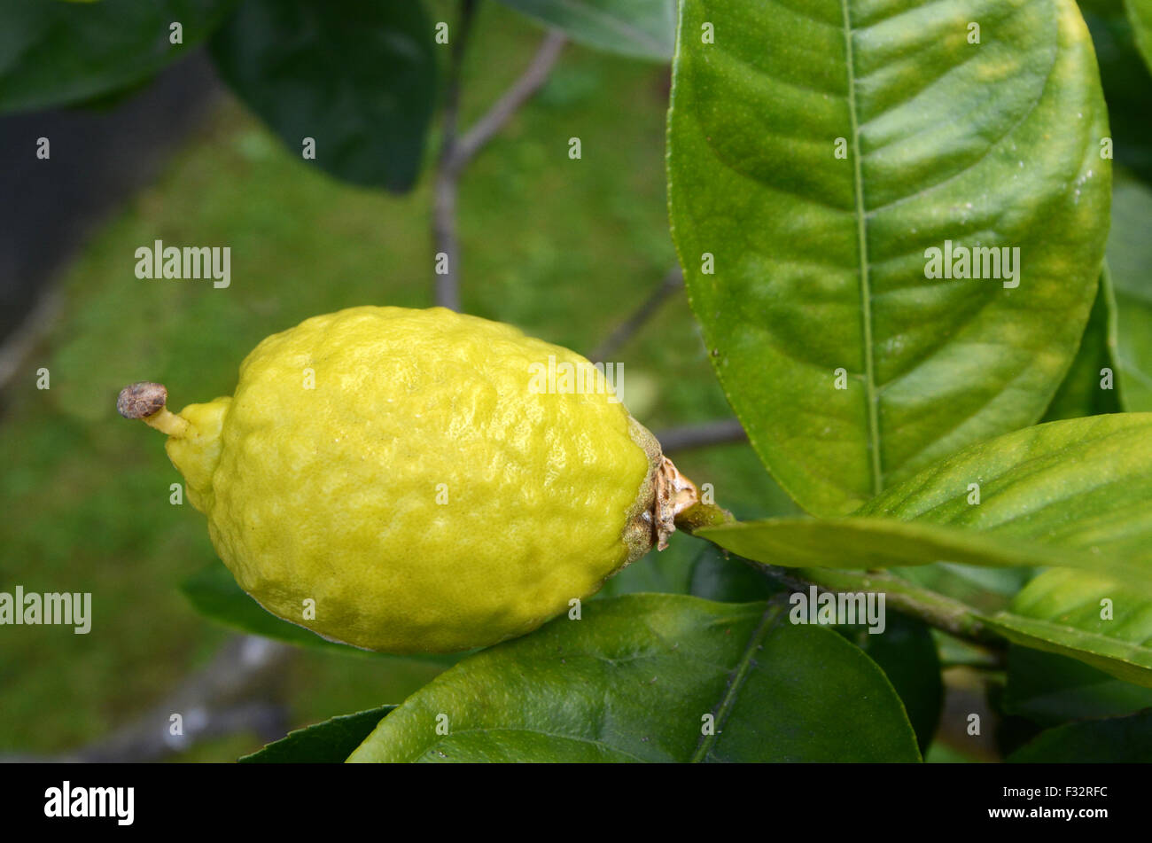 Lulav And Etrog High Resolution Stock Photography and Images - Alamy