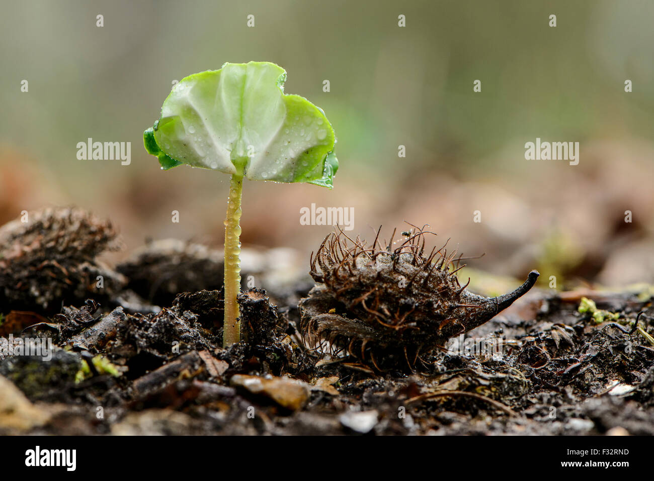 Beech seedling with the capsule of a beechnut Stock Photo - Alamy