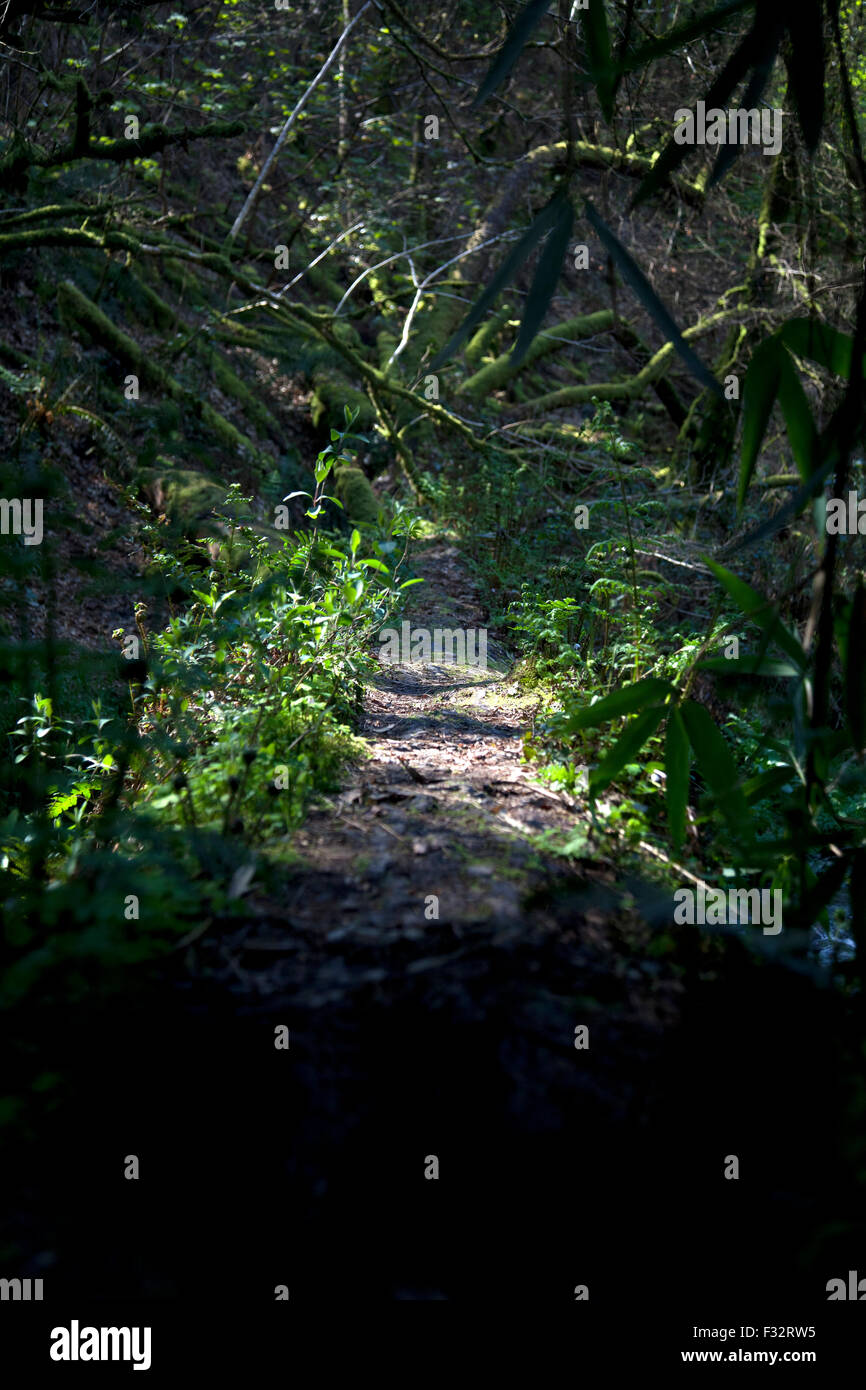 Fallen tree path over a river Stock Photo - Alamy