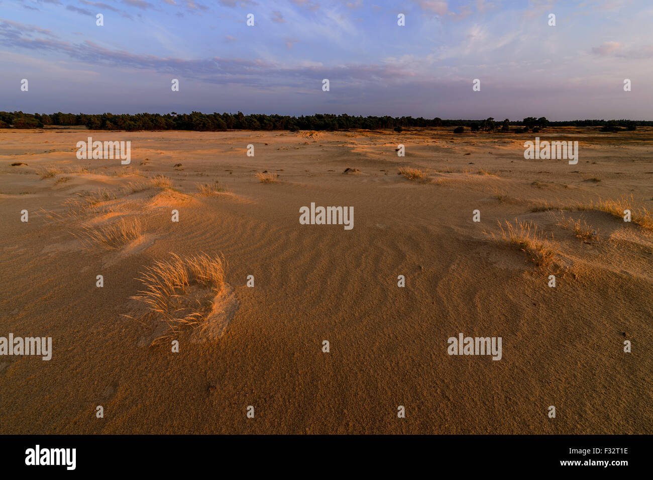 Drift-sand with grass in low evening light, with patterns in the sand ...